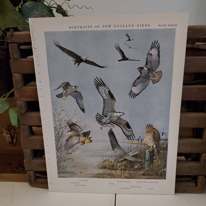 Turkey Vulture Print - Etsy