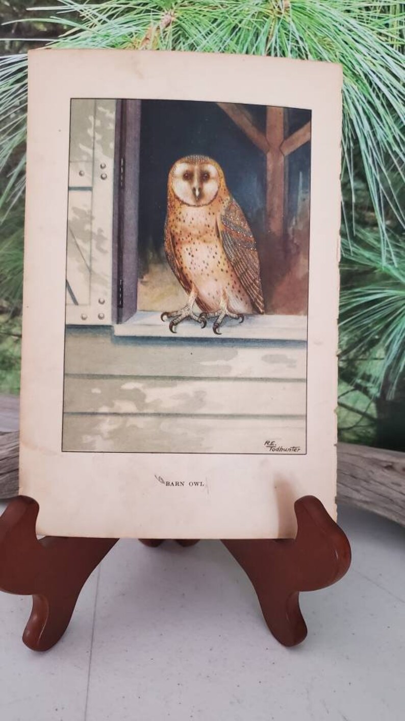 Barn Owl/screech Owl Antique Bird Print Double Sided 1926 R. - Etsy