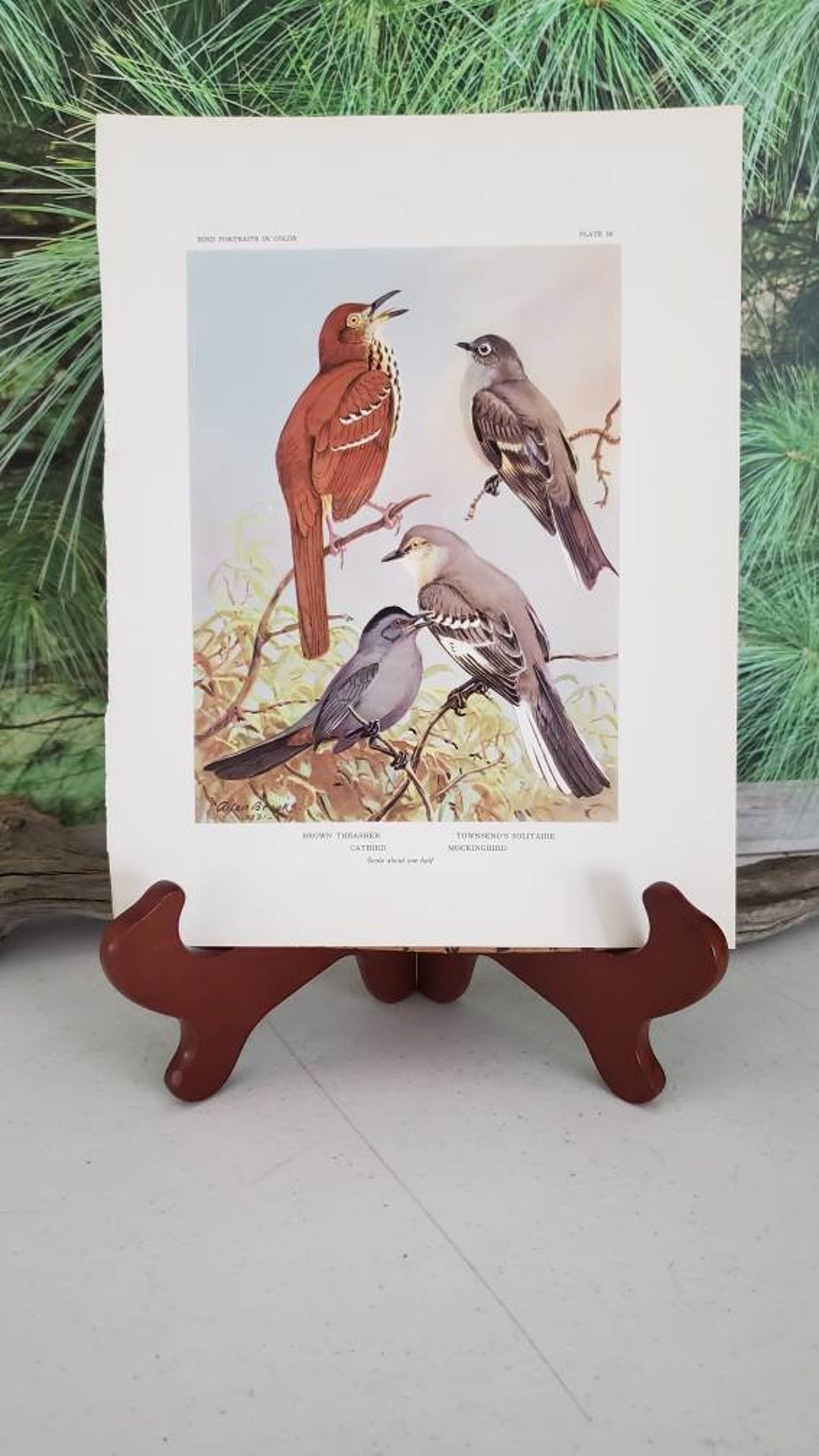 Allan Brooks Brown Thrasher, Catbird, Mockingbird Bird Signed 1960 ...