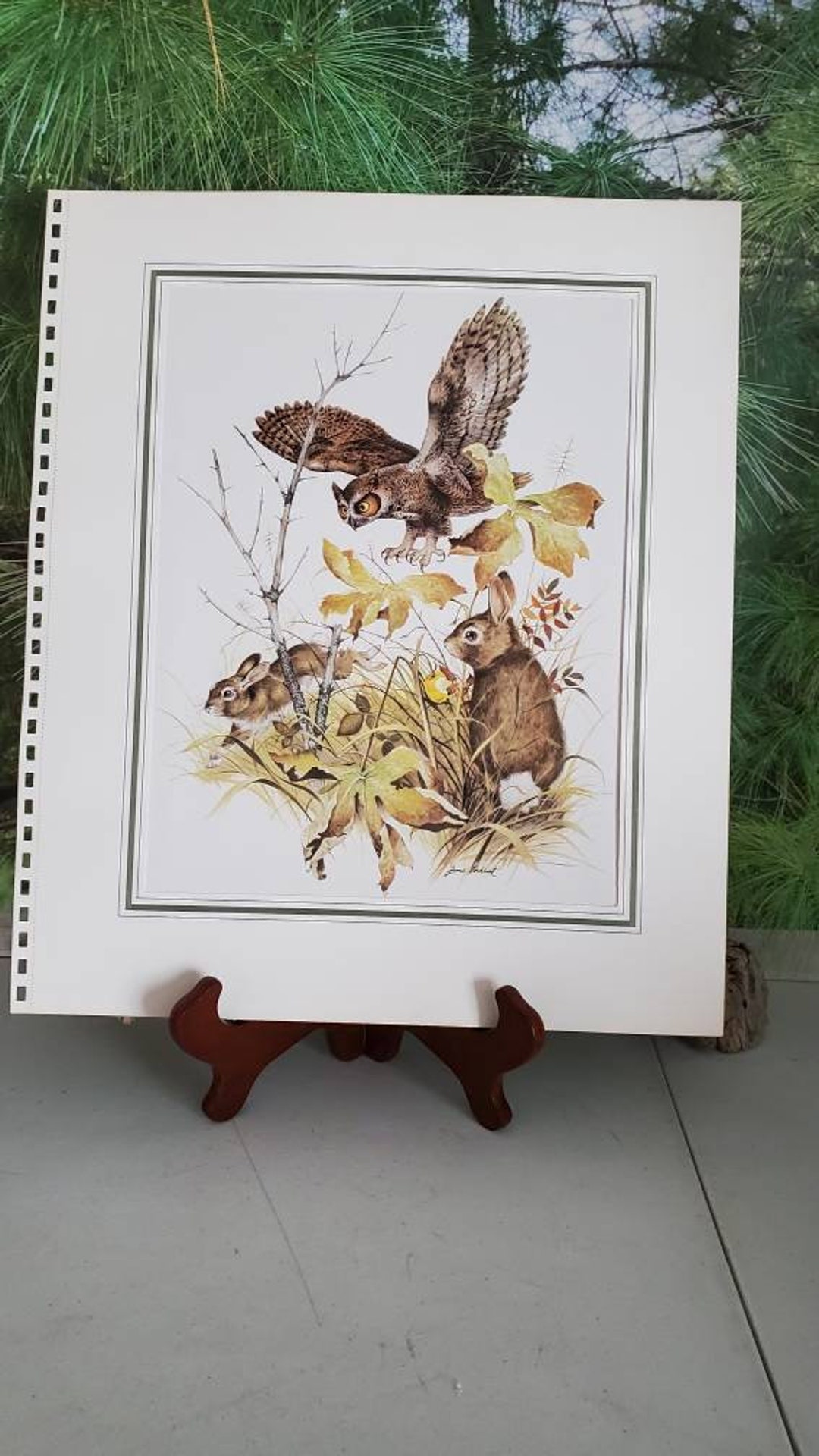 1967 Large James Lockhart Owl & Rabbits Bookplate 17 5/8 Inches X 14 7/ ...