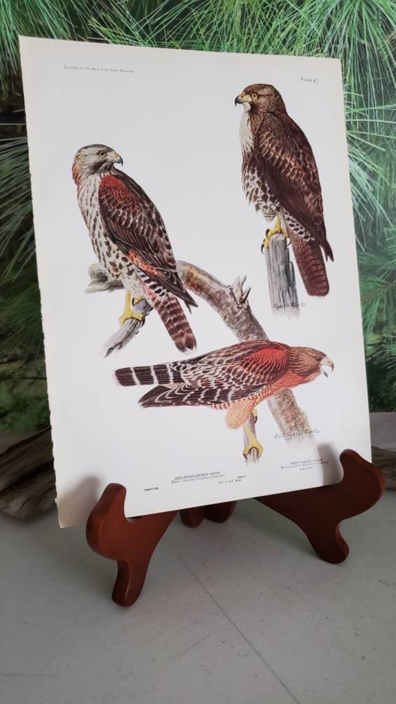 Red Shouldered Hawk & Red Tailed Hawk Bird Print by Louis - Etsy