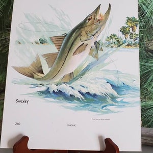 Vintage Snook & Blue Marlin Fish Art Print: Signed Fred Sweney ...