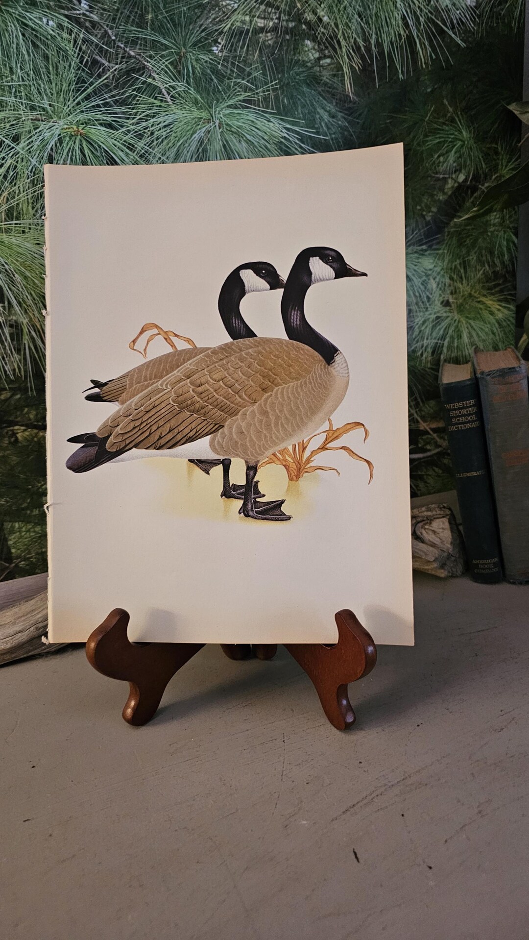 Canada Geese 1950s Menaboni Bookplate Canada Geese Vintage Frameable ...
