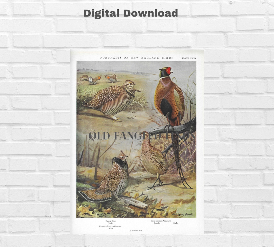 Digital Download Louis Fuertes Heath Hen, Eastern Ruffed Grouse & Ring ...