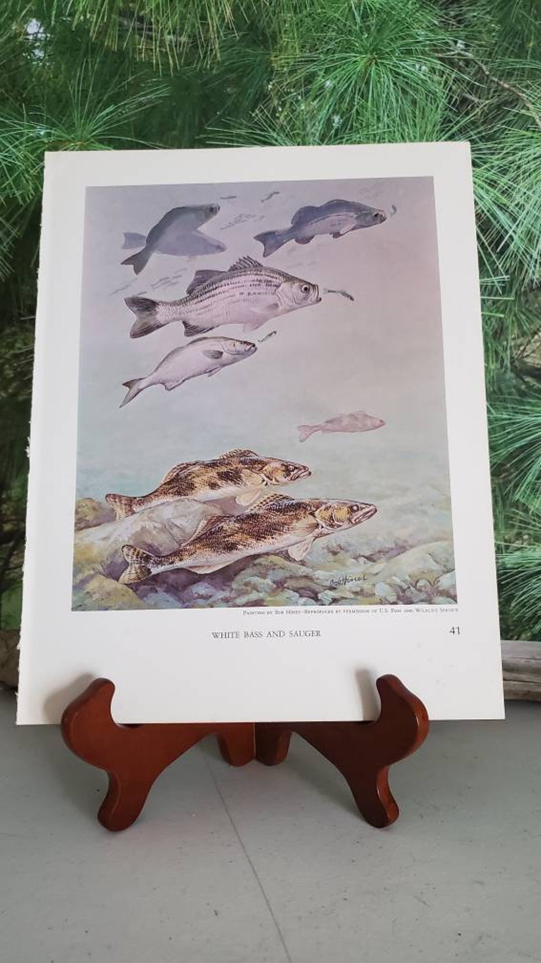 Bob Hines White Bass and Sauger & Fred Sweney Muskellunge Signed ...