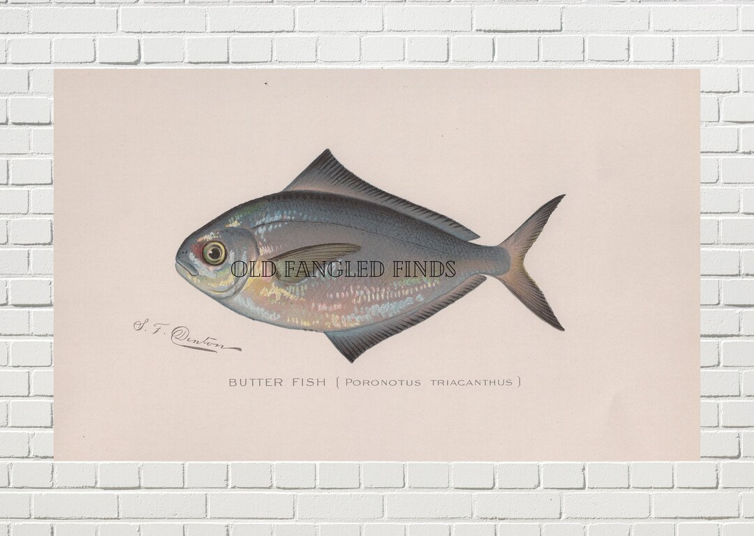 Artist Signed Denton Fish Digital Download of Antique 1902 Signed ...