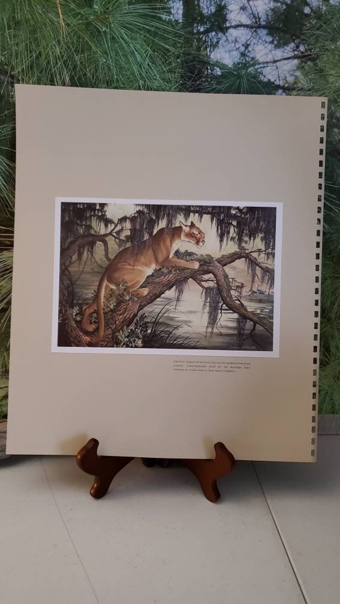 Mountain Lion Lockhart 1967 Vintage Lithograph Matte Bookplate Mounted ...