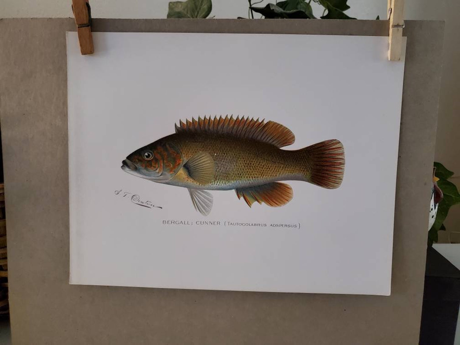 1902 Bergall Cunner Original Signed Sherman F. Denton Print / | Etsy