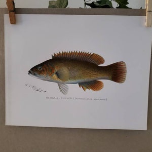 1902 Bergall Cunner Original Signed Sherman F. Denton Print / - Etsy