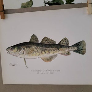1902 Tomcod or Frost Fish Signed Sherman F. Denton Chromolithograph ...