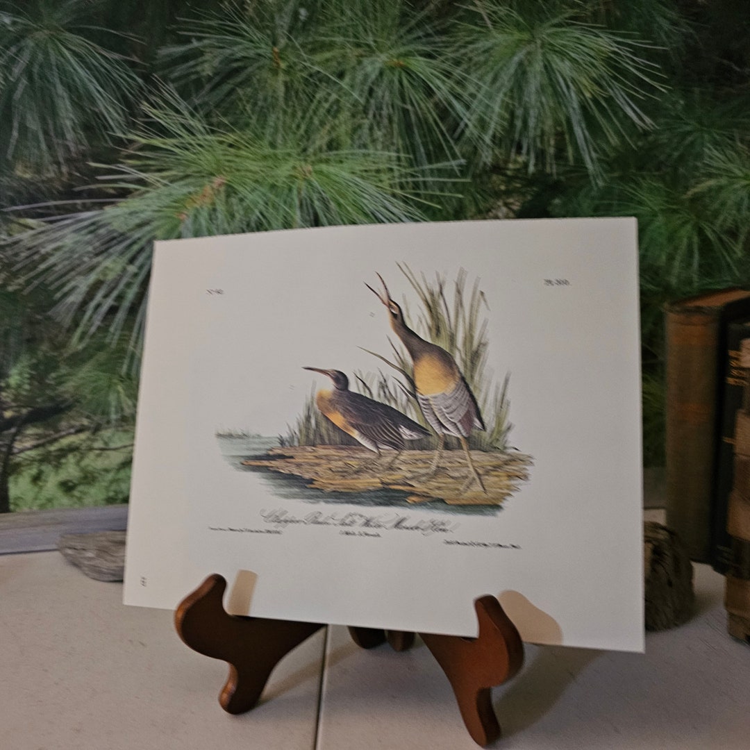 Audubon Rail Bird Bookplate: Double Sided Vintage Print - Etsy