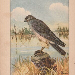 Sharp-shinned Hawk/marsh Hawk Antique Bird Print Double Sided | Etsy