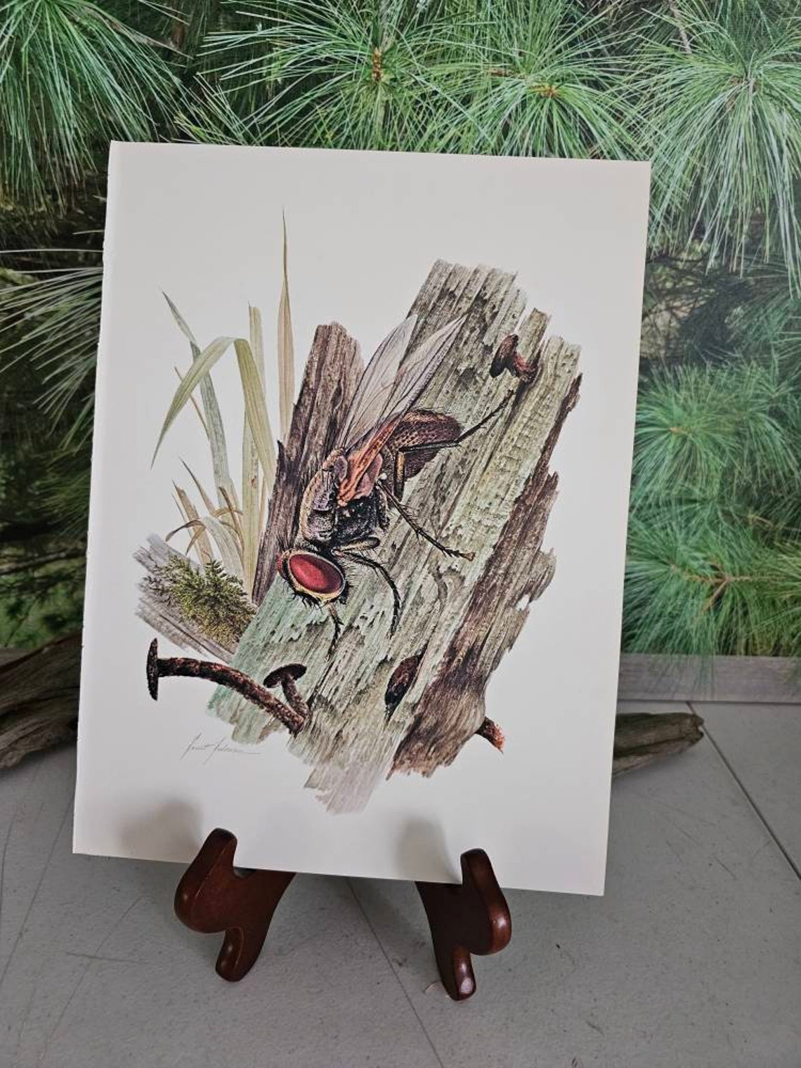 Severt Andrewson House Fly Book Plate 12 Inches High X 9 - Etsy