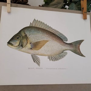 1902 Scup Porgy (stenotomus Chrysops Sherman F. Denton Chromolithograph ...