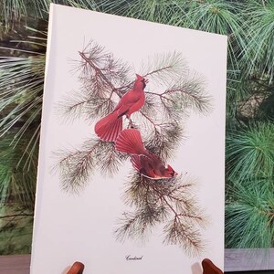 Cardinal in Pine Tree, Male & Female, Athos Menaboni Color Book Plate ...