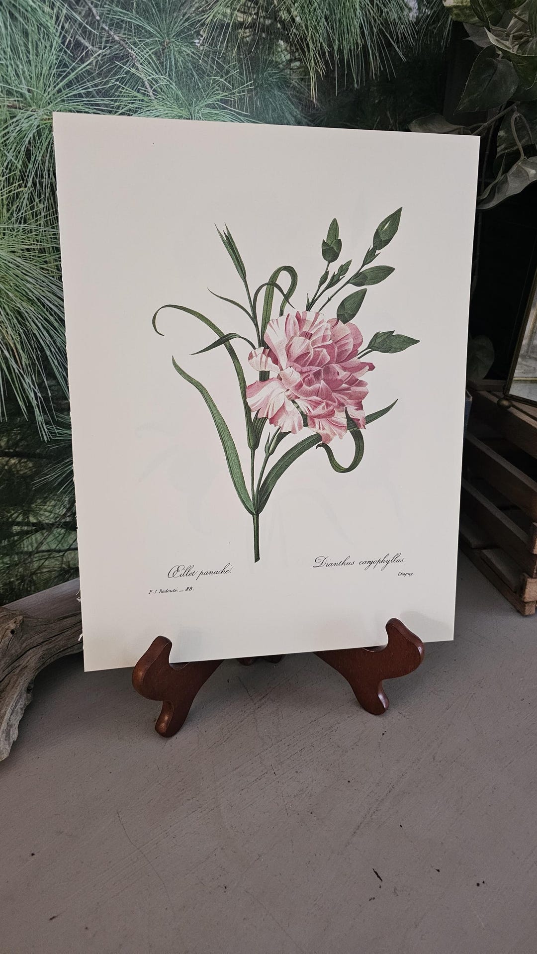 Pink Oeillet Panache Dianthus Botanical Print P. J. Redoute Flower ...