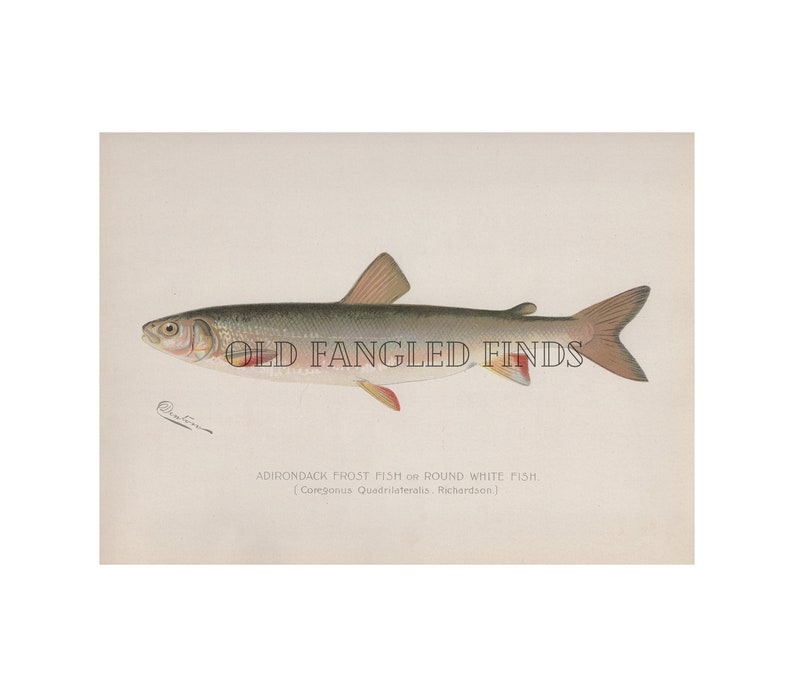 Adirondack Frost Fish or Round White Fish Denton Digital - Etsy