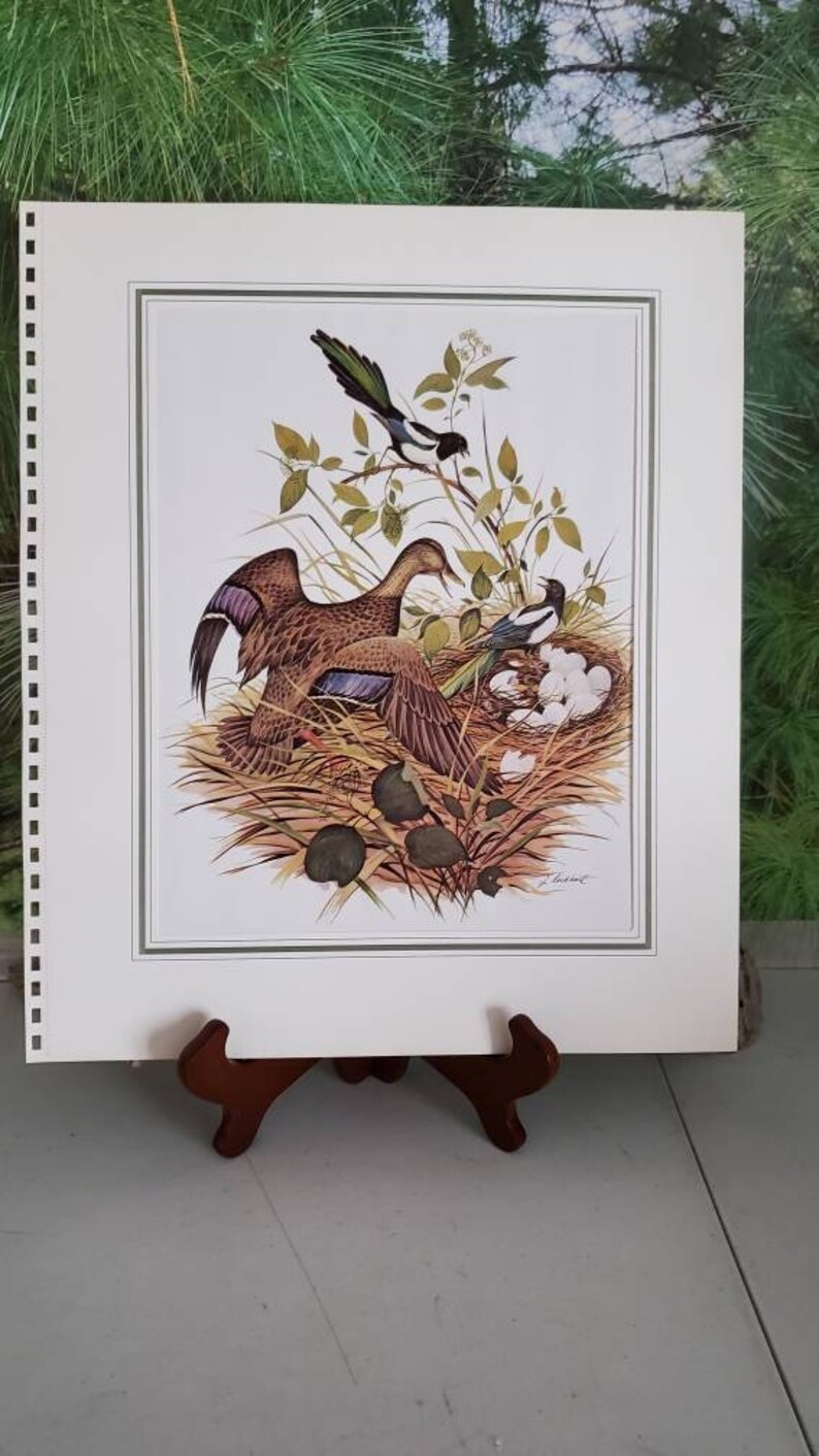 Large 1967 James Lockhart Black Duck & Magpie Bookplate 17 9/16 Inches ...