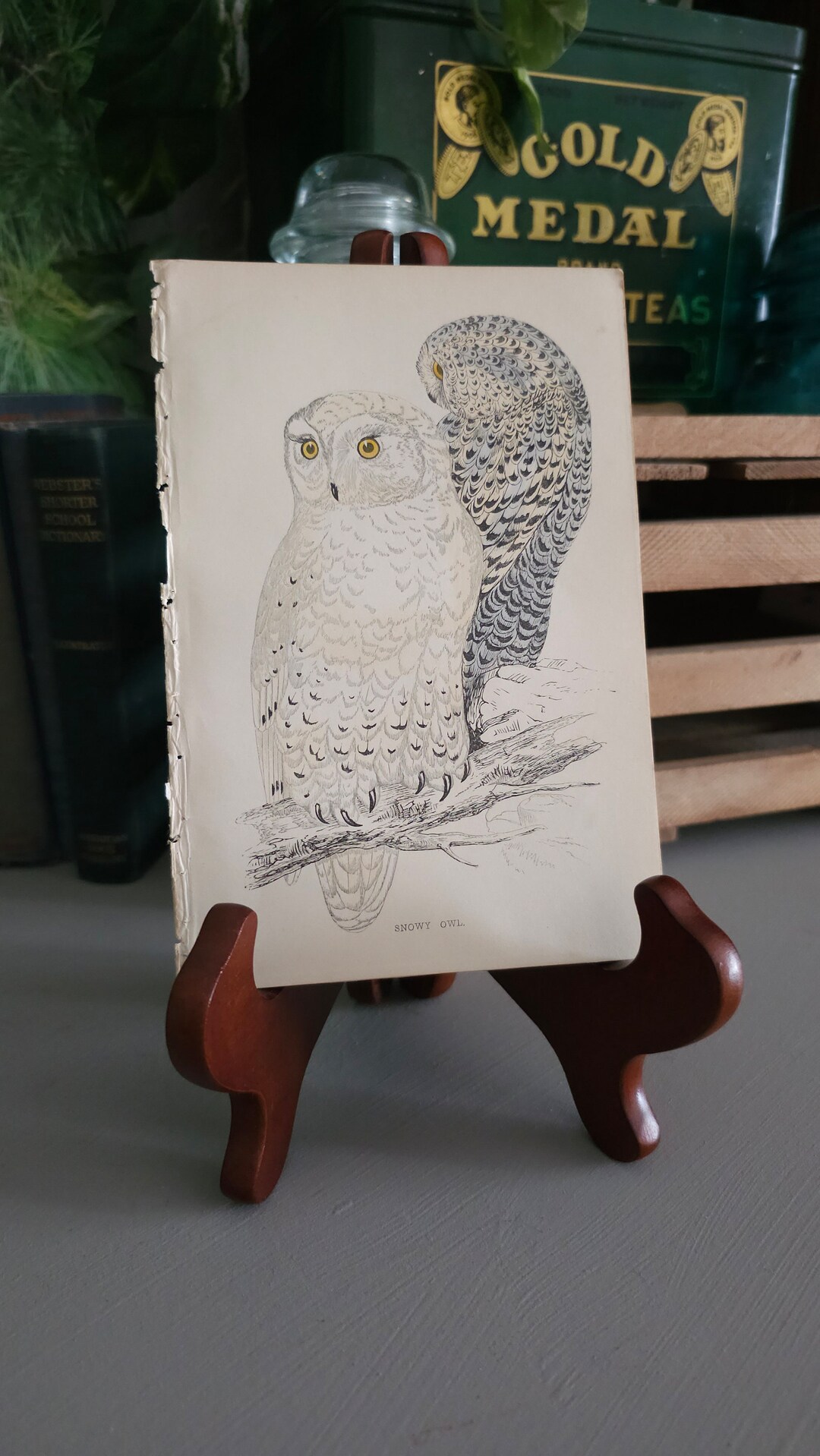 Snowy Owl Antique Lithograph: 1860 British Bird Print - Etsy