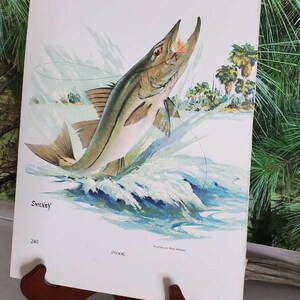Vintage Snook & Blue Marlin Fish Art Print: Signed Fred Sweney ...