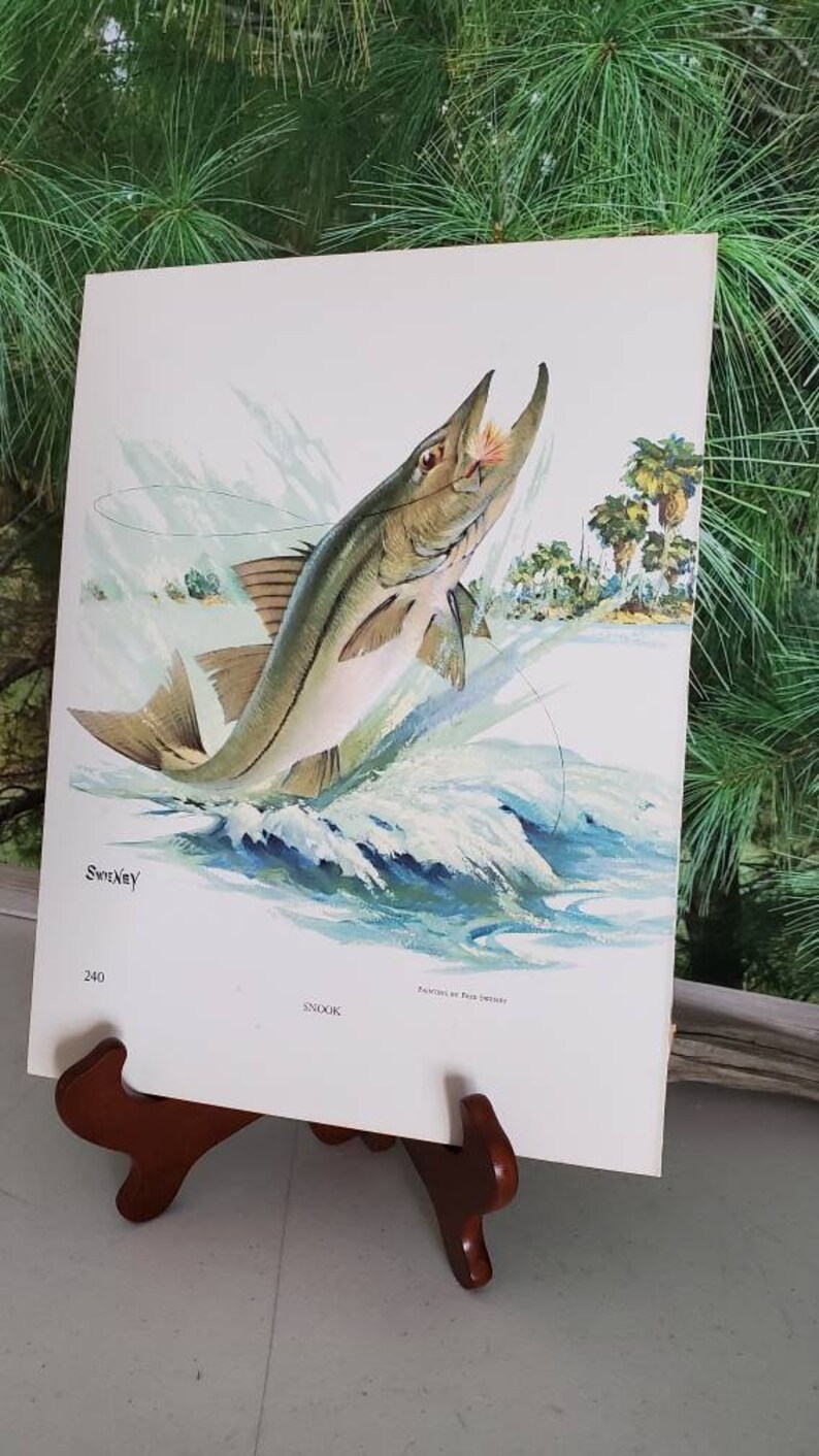 Vintage Snook & Blue Marlin Fish Art Print: Signed Fred Sweney ...