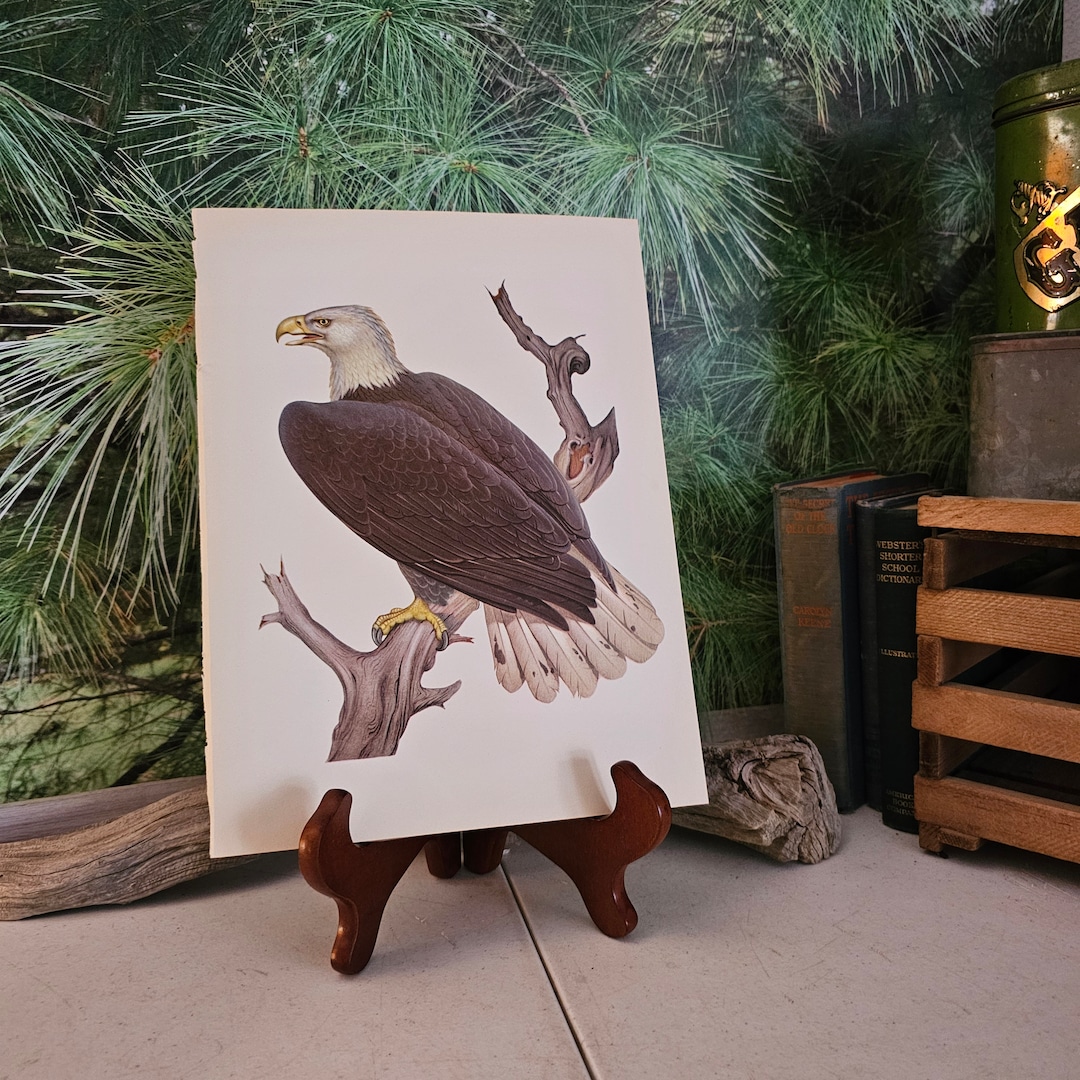 1950 Bald Eagle Athos Menaboni Color Book Plate Vintage Frameable Bird ...
