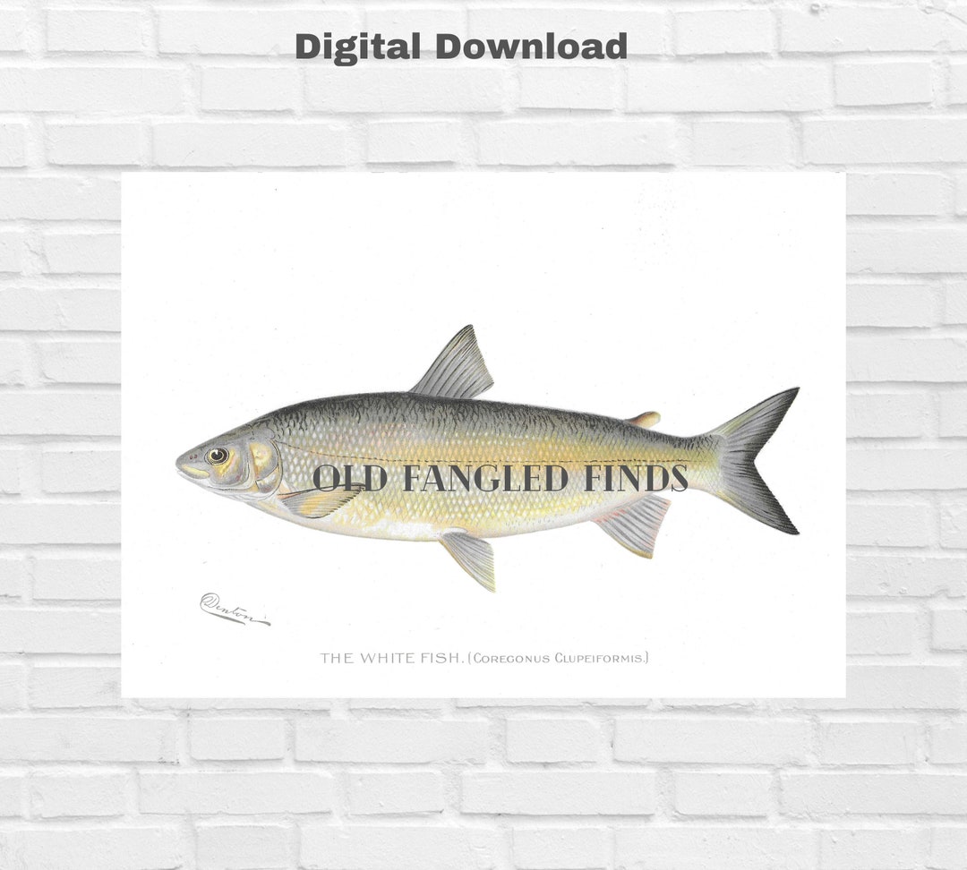 Denton Fish Digital Download of Antique 1902 Artist Signed the White ...