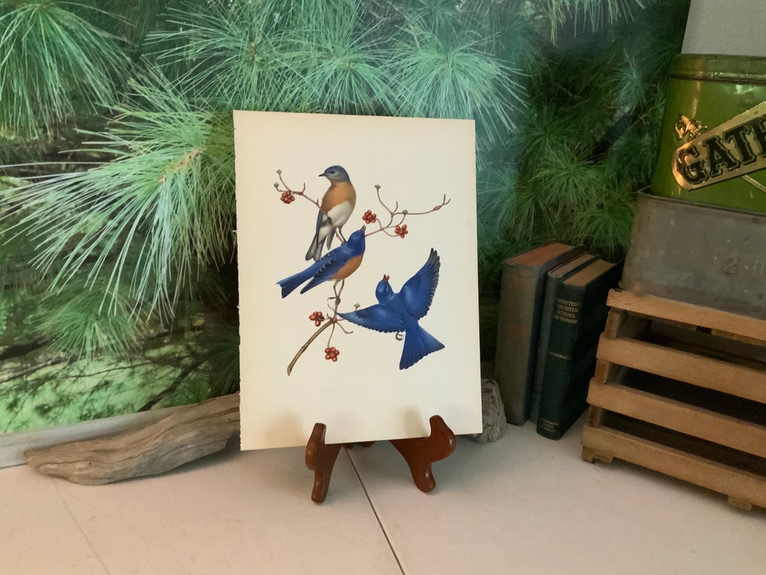 1950s Eastern Bluebird on Branches With Red Berries Athos Menaboni ...