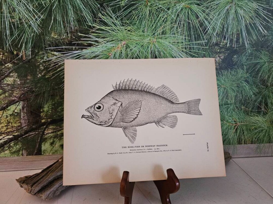 Antique Rose Fish Lithograph: 1884 Norway Haddock Print - Etsy