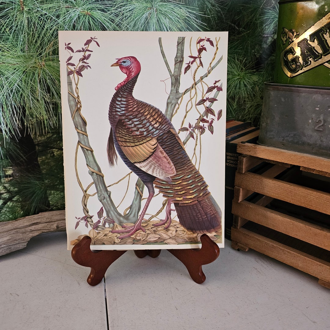 Vintage 1950 Eastern Wild Turkey Book Plate by Athos Menaboni - Etsy