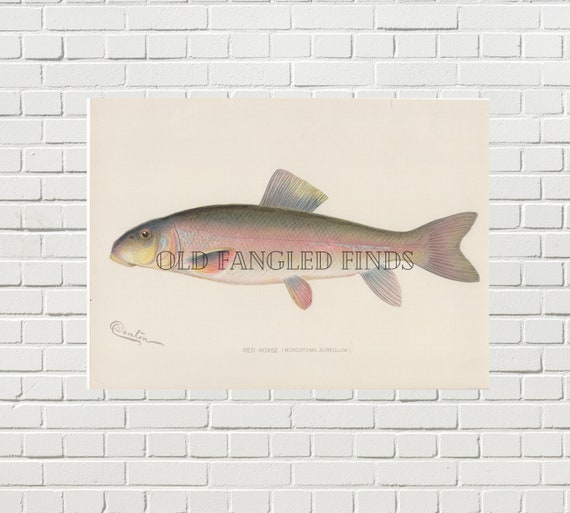 Red Horse Denton Fish Digital Download of Antique 1902 Signed - Etsy