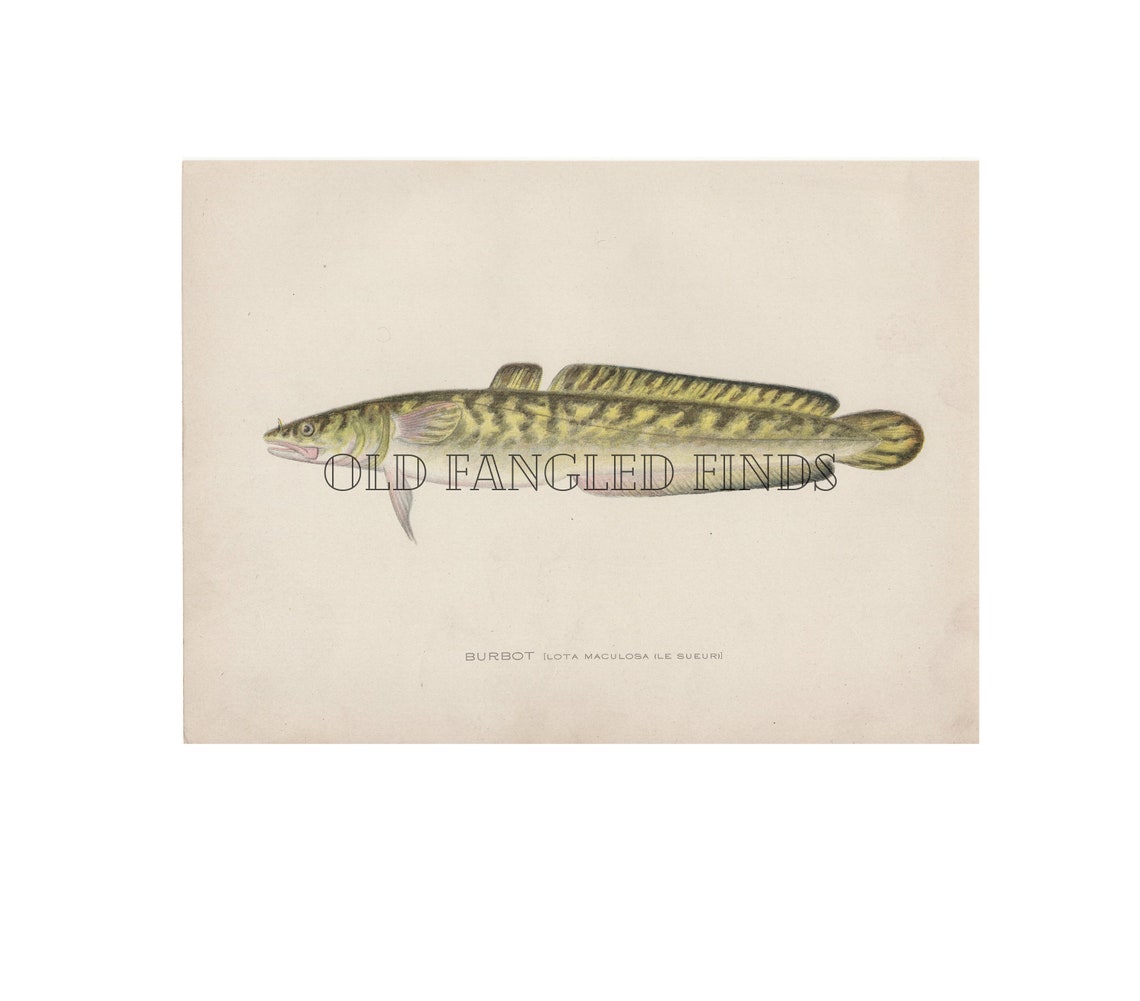 Burbot Denton Fish Digital Download of Antique 1902 / Instant - Etsy