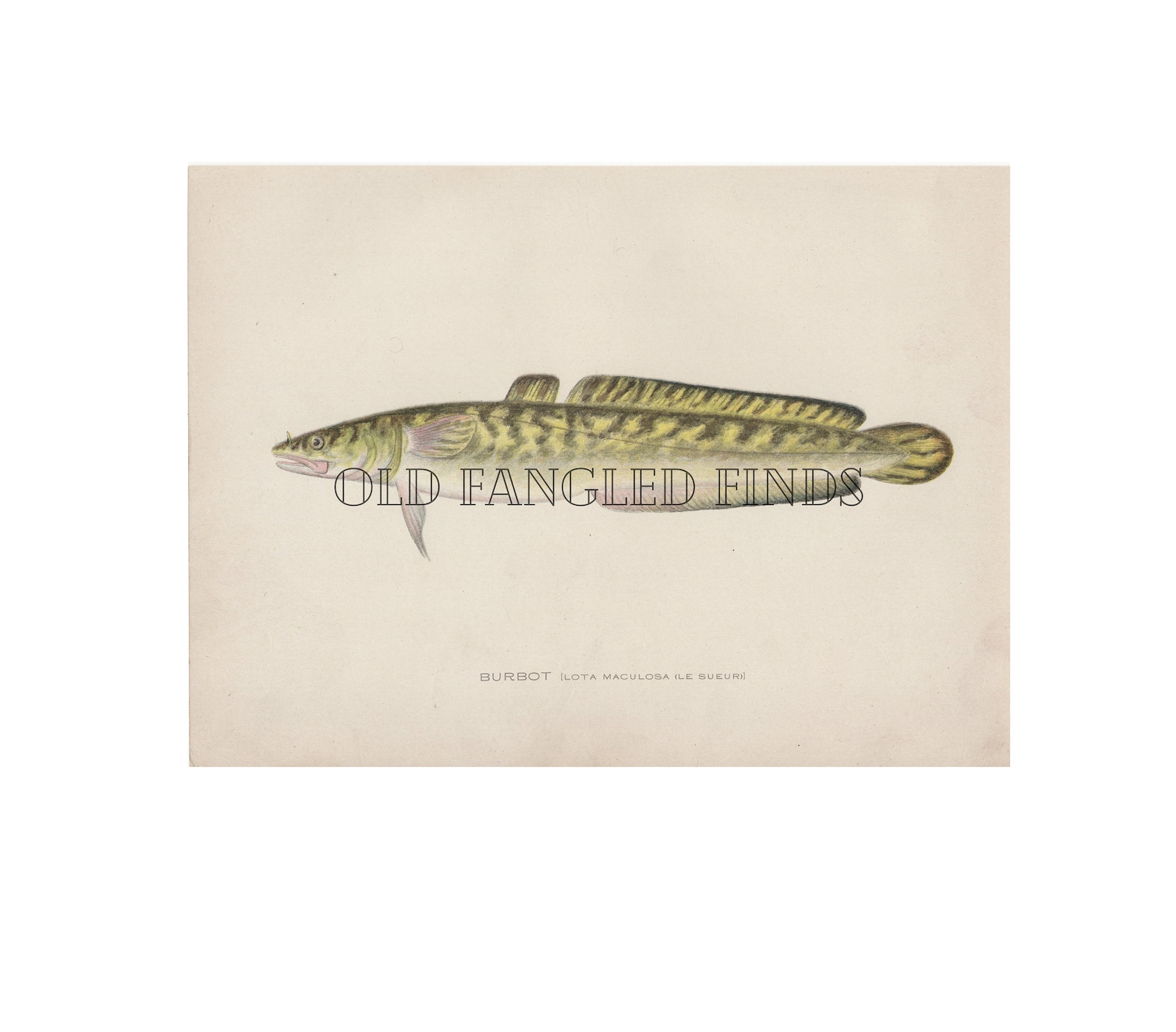 Burbot Denton Fish Digital Download of Antique 1902 / Instant - Etsy
