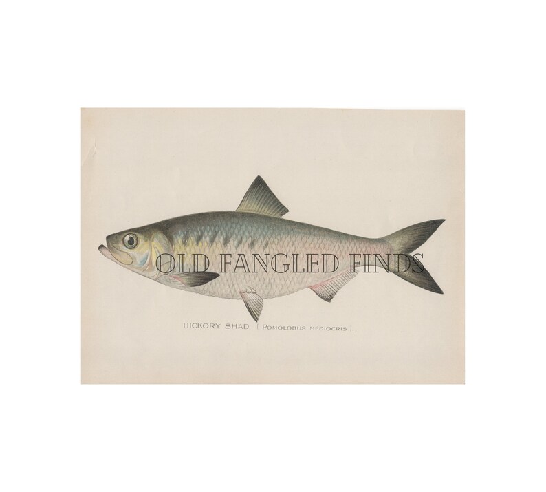 Hickory Shad Denton Fish Digital Download of Antique 1902 Signed ...