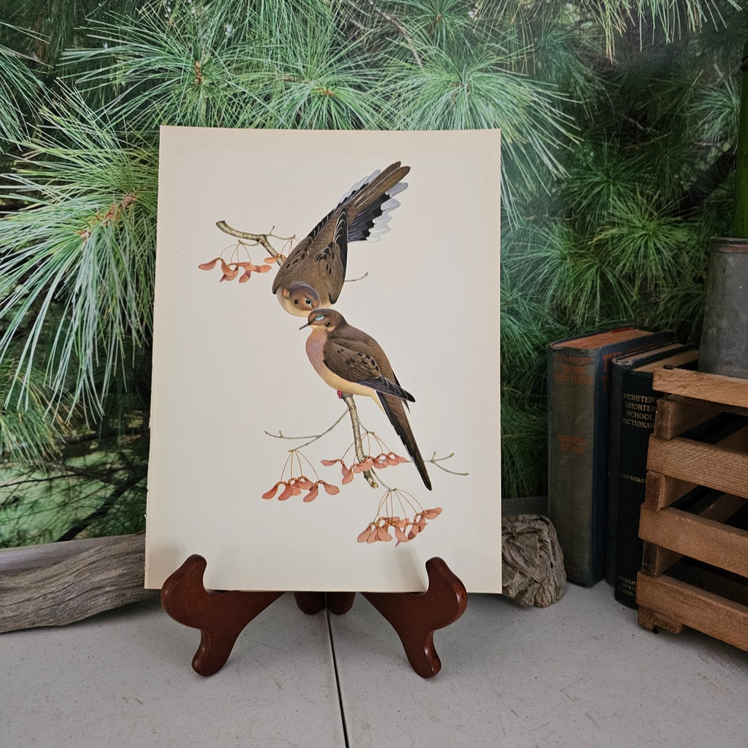 Vintage Mourning Dove Book Plate: 1950 Athos Menaboni Bird Art - Etsy