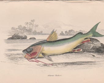 Northern Chimaera Fish Original 1841 Hand Colored Print - Etsy