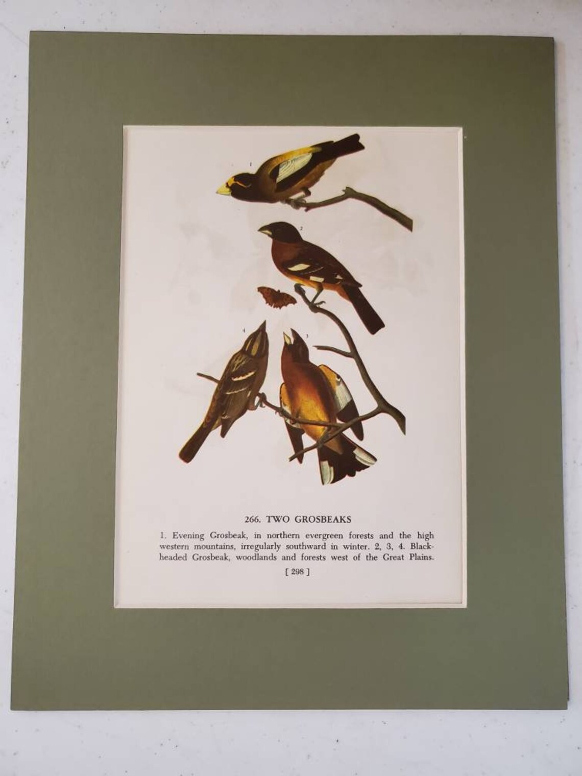 1950's John James Audubon Cardinal/two Grosbeaks Color - Etsy