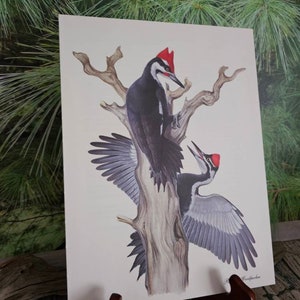 Pileated Woodpecker, Male & Female, Athos Menaboni Color Book Plate ...