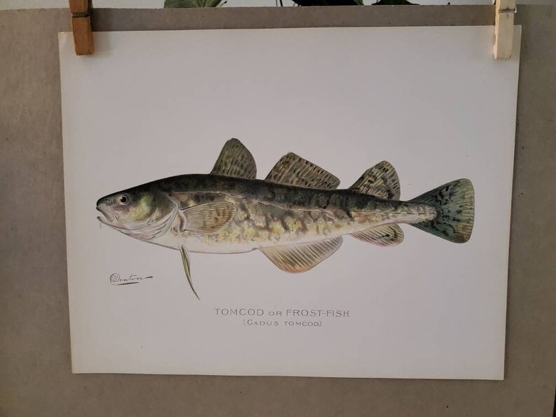 1902 Tomcod or Frost Fish Signed Sherman F. Denton - Etsy