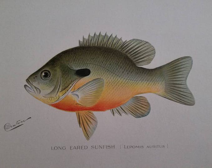 Denton Long Eared Sunfish Chromolithograph Original Antique Print ...