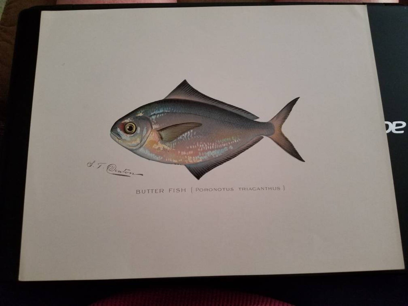 Artist Signed 1902 Sherman F. Denton Butter Fish Lithograph Original ...