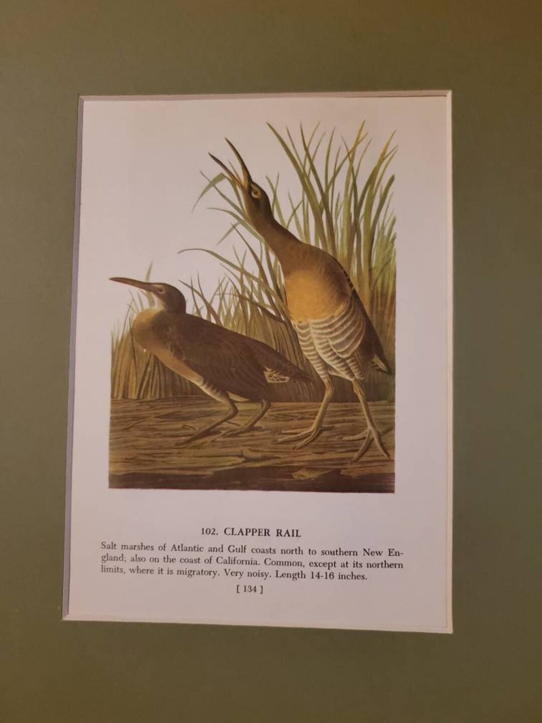 1950's John James Audubon Clapper Rail/king Rail Color Illustration ...