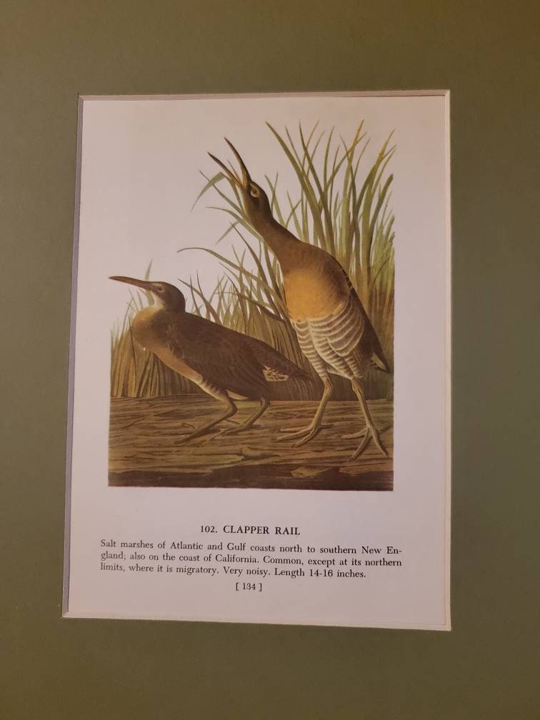 1950's John James Audubon Clapper Rail/king Rail Color - Etsy Ireland