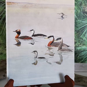 Plate 1 Horned Grebe, Holboell's Grebe, Pied-billed Grebe 1929 ...