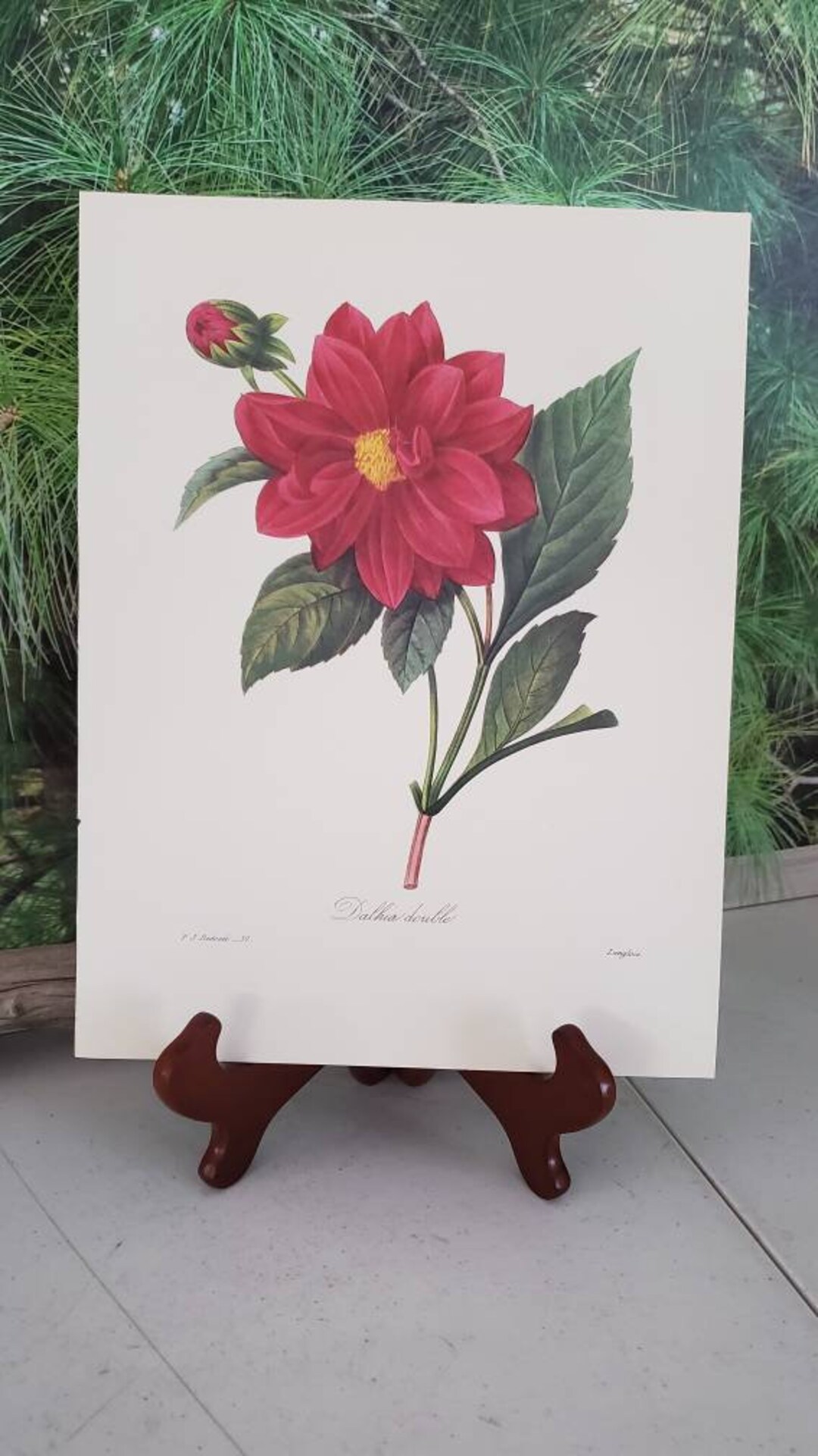 Botanical Print P. J. Redoute Dalhia Double Flower Bookplate 30 Vintage ...