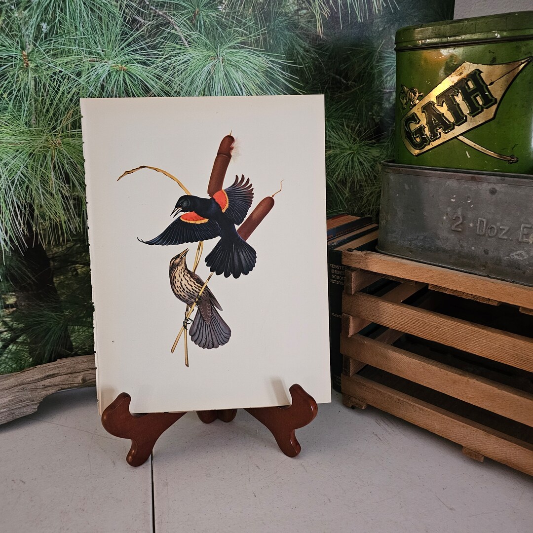 1950s Red Winged Blackbird, Male & Female, Athos Menaboni Color Book ...