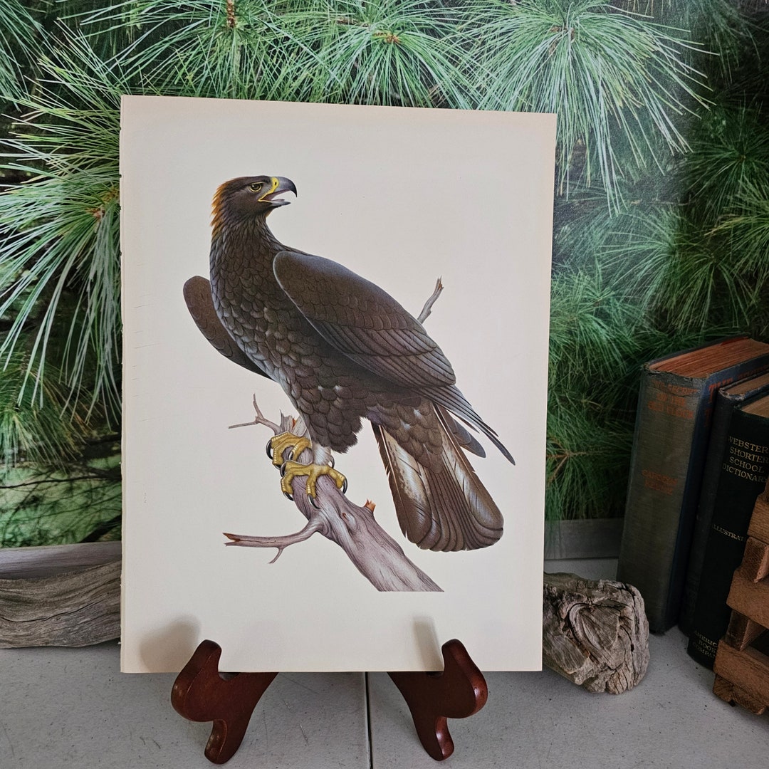 1950 Golden Eagle Athos Menaboni Color Bookplate Vintage Frameable Bird ...