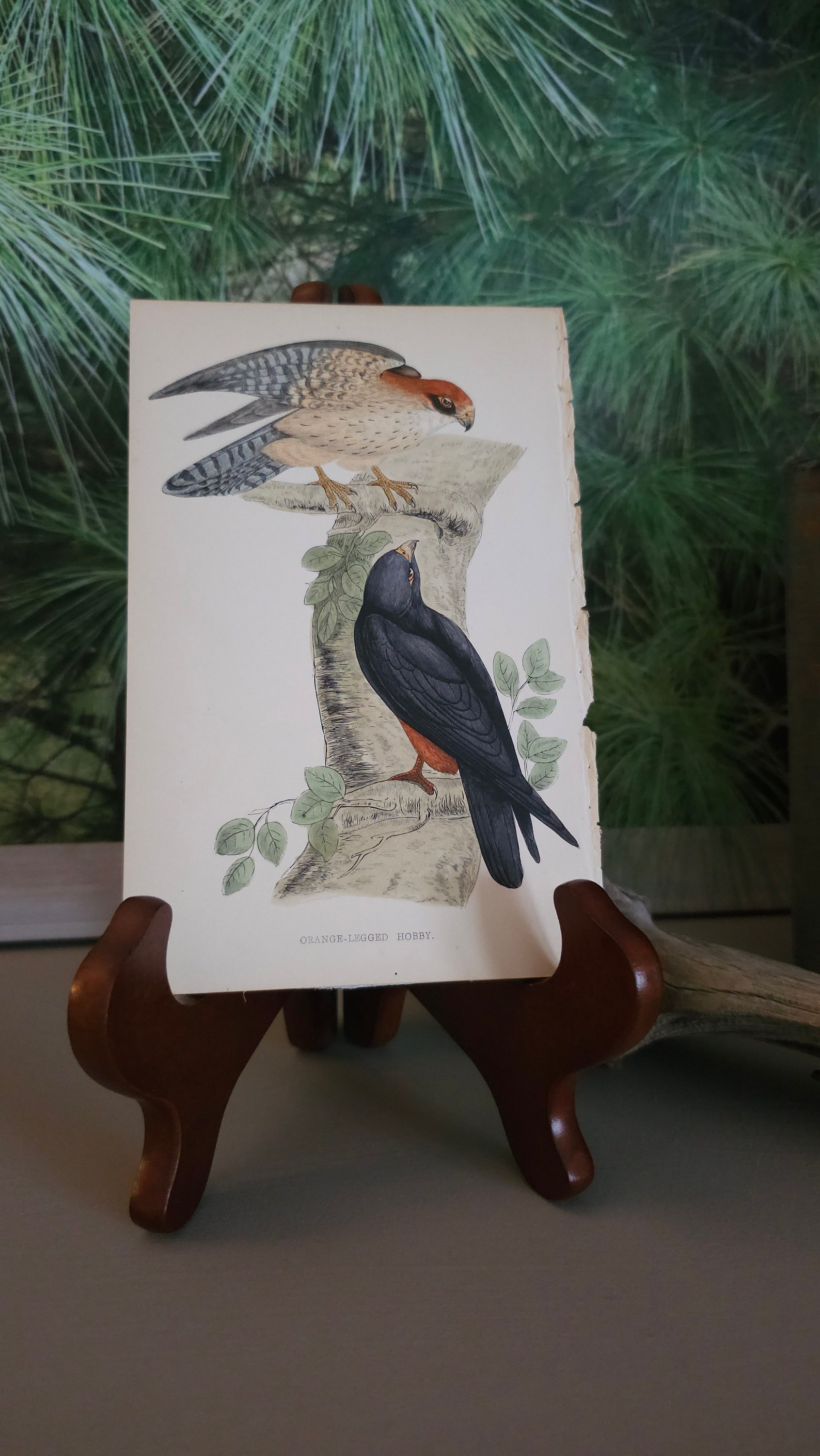 Rev. F. O. Morris ORANGE LEGGED BOBBY 1860 Antique Lithograph Bookplate ...