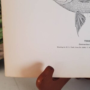 Antique 1884 H. L. TODD "the Rainbow Sunfish" Lithograph Plate 158 U.S ...