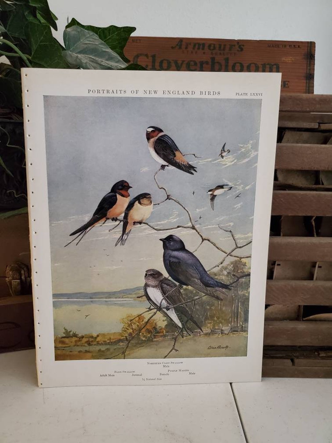Allan Brooks Bird Print 1932 - Barn Swallow - Purple Martin Portraits ...